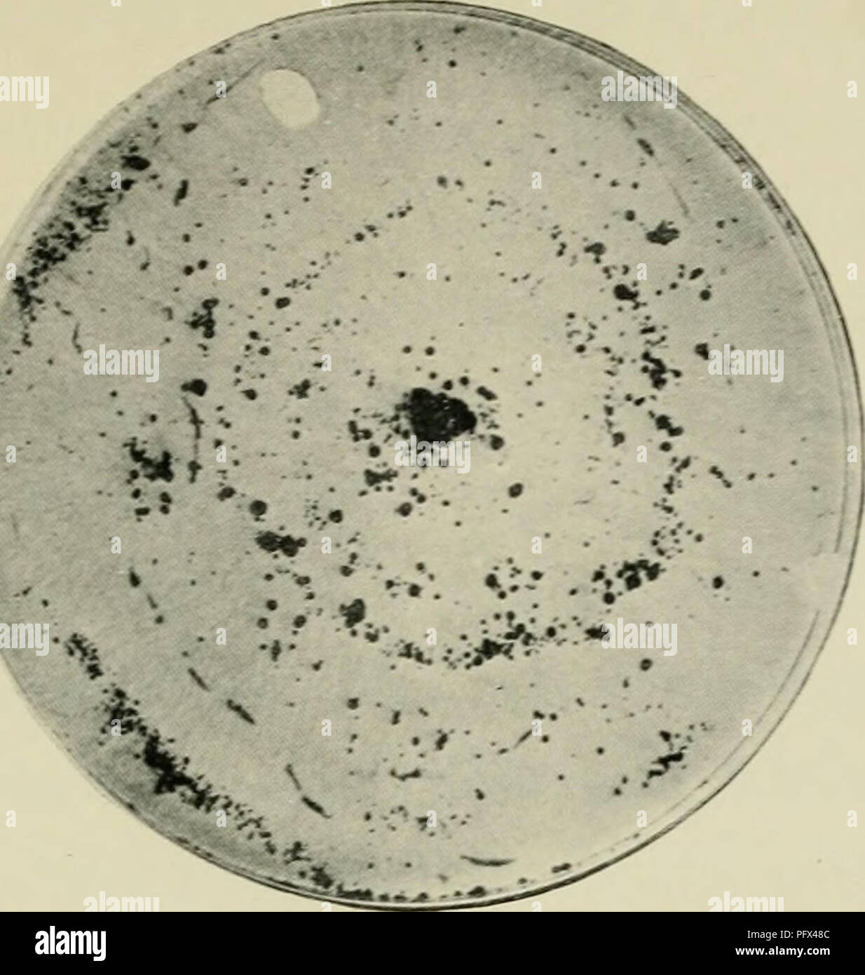 Fungal disease pea hi-res stock photography and images - Alamy
