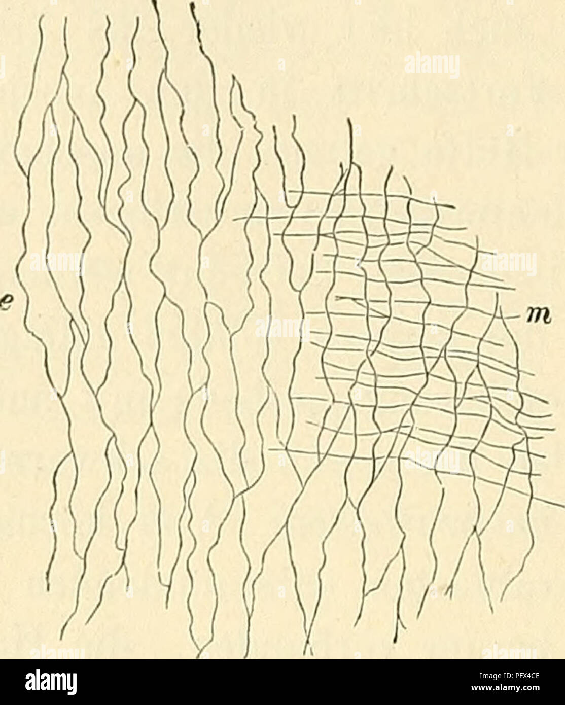 This textbook provides an introduction to histology and microscopy ...