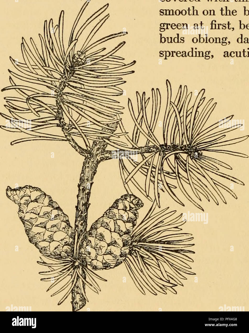This handbook provides detailed descriptions of cultivated evergreen ...