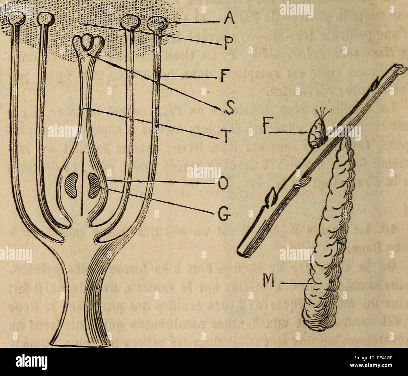 This French guide on fruit tree cultivation explores methods for ...