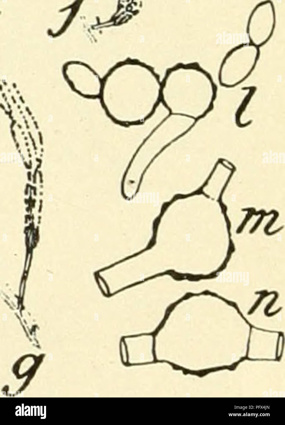 This image shows the various stages of conidial fructifications of ...