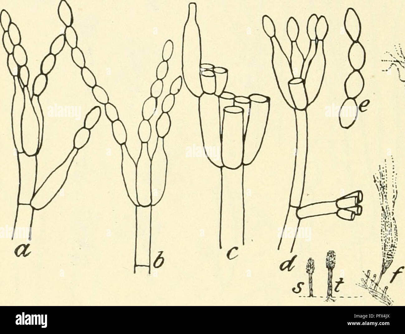 Penicillium Labelled Diagram