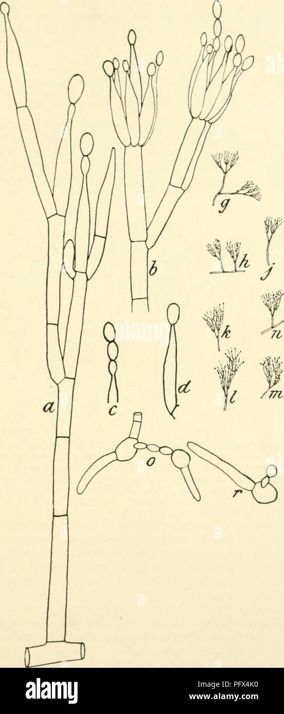 Penicillium species hi-res stock photography and images - Alamy