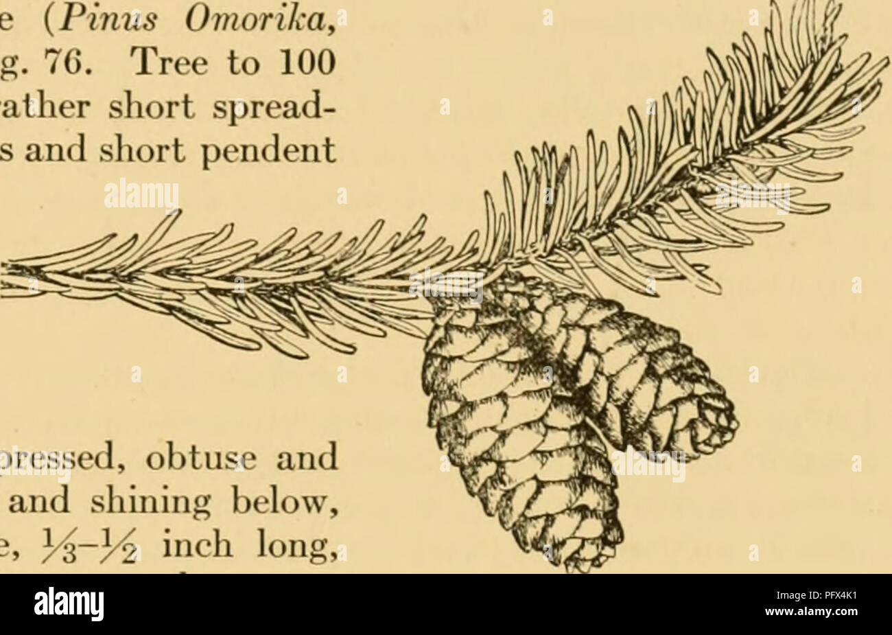 *The Cultivated Evergreens* covers the varieties of coniferous and ...
