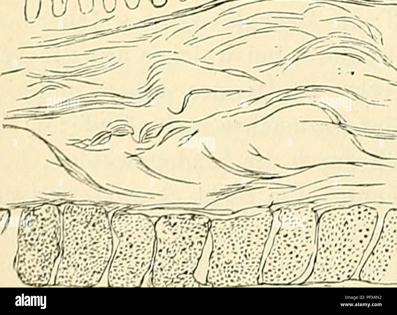 This textbook provides a detailed introduction to histology, focusing ...