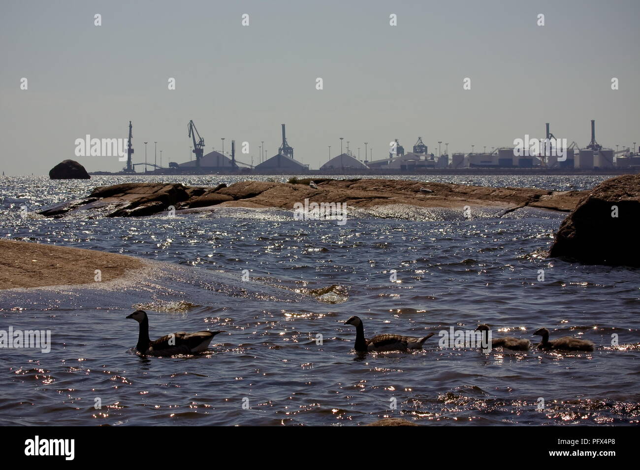 Duck with ducklings in the sea, surrounded by big boulders; cranes in ...