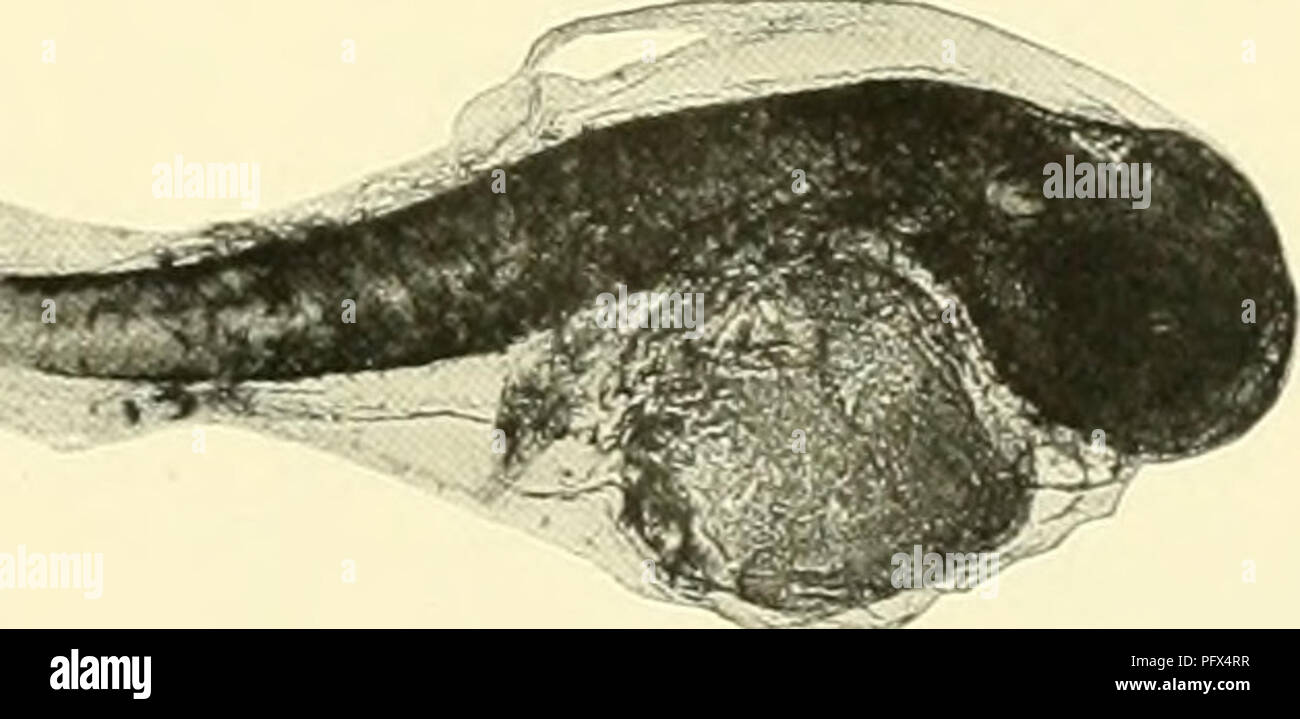 This image depicts the early developmental stages of the turbot (Psetta ...