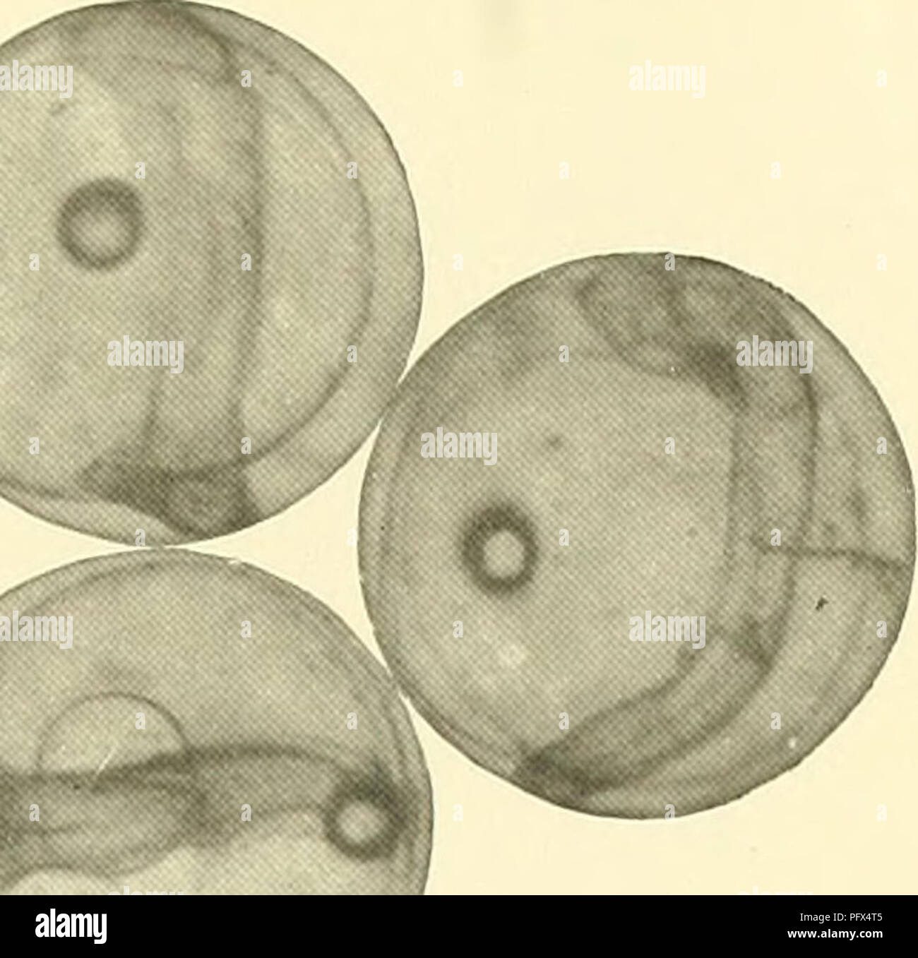 This guide discusses the cultivation of turbot (Psetta maxima ...