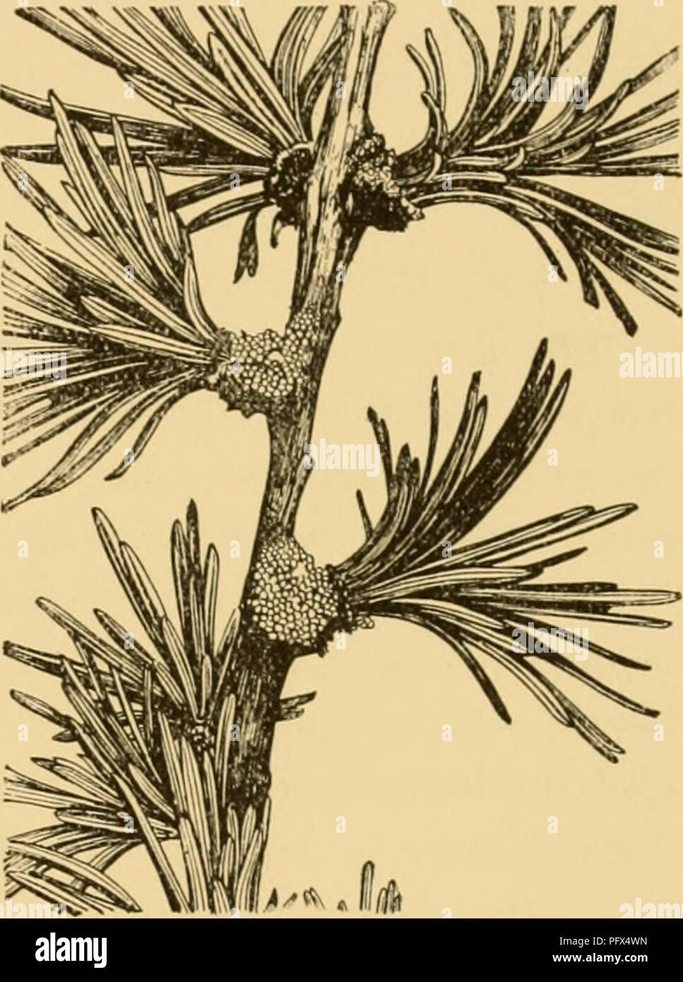 Important tree for insects hi-res stock photography and images - Alamy