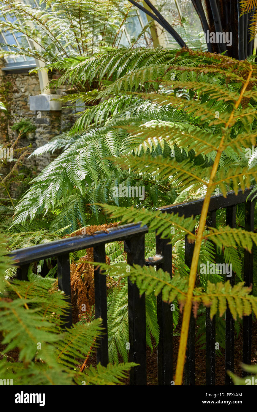 Collection of ferns growing in restored Victorian fernhouse at Benmore ...