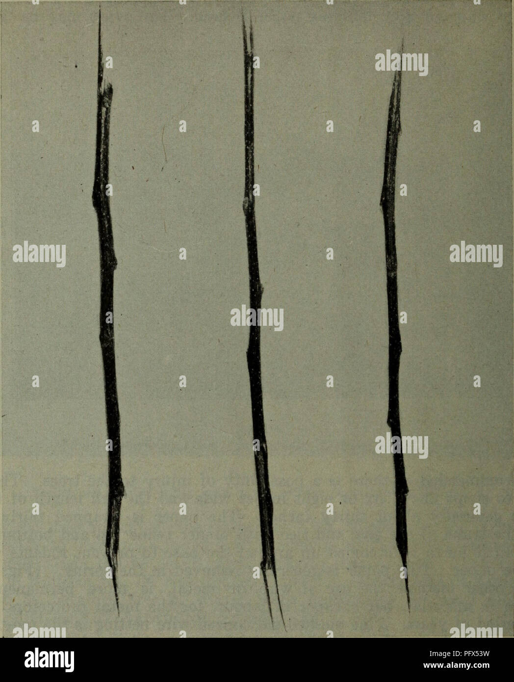 This work explores apple cultivation in Canada, offering a detailed ...