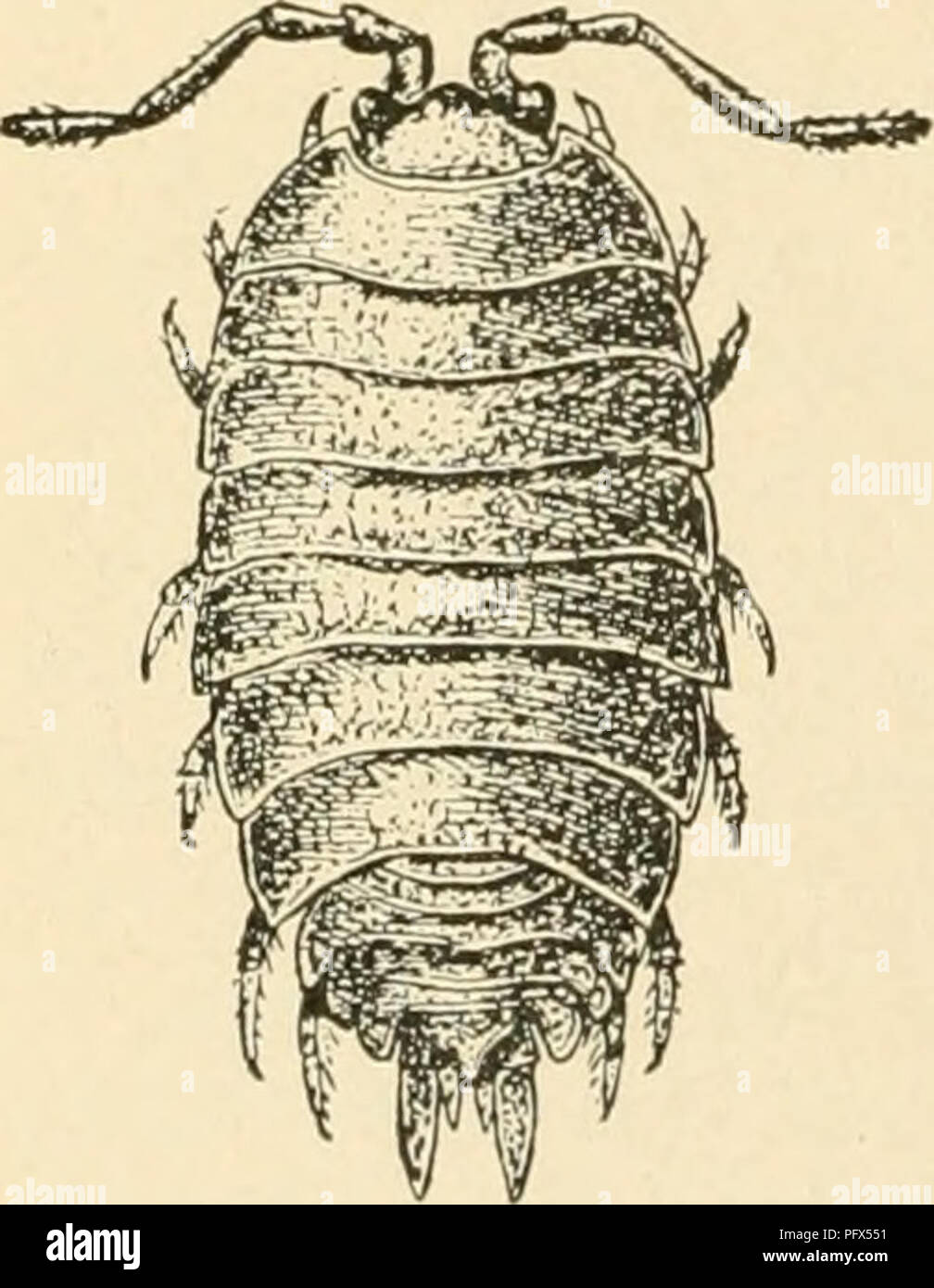 Dooryard sow bugs hi-res stock photography and images - Alamy