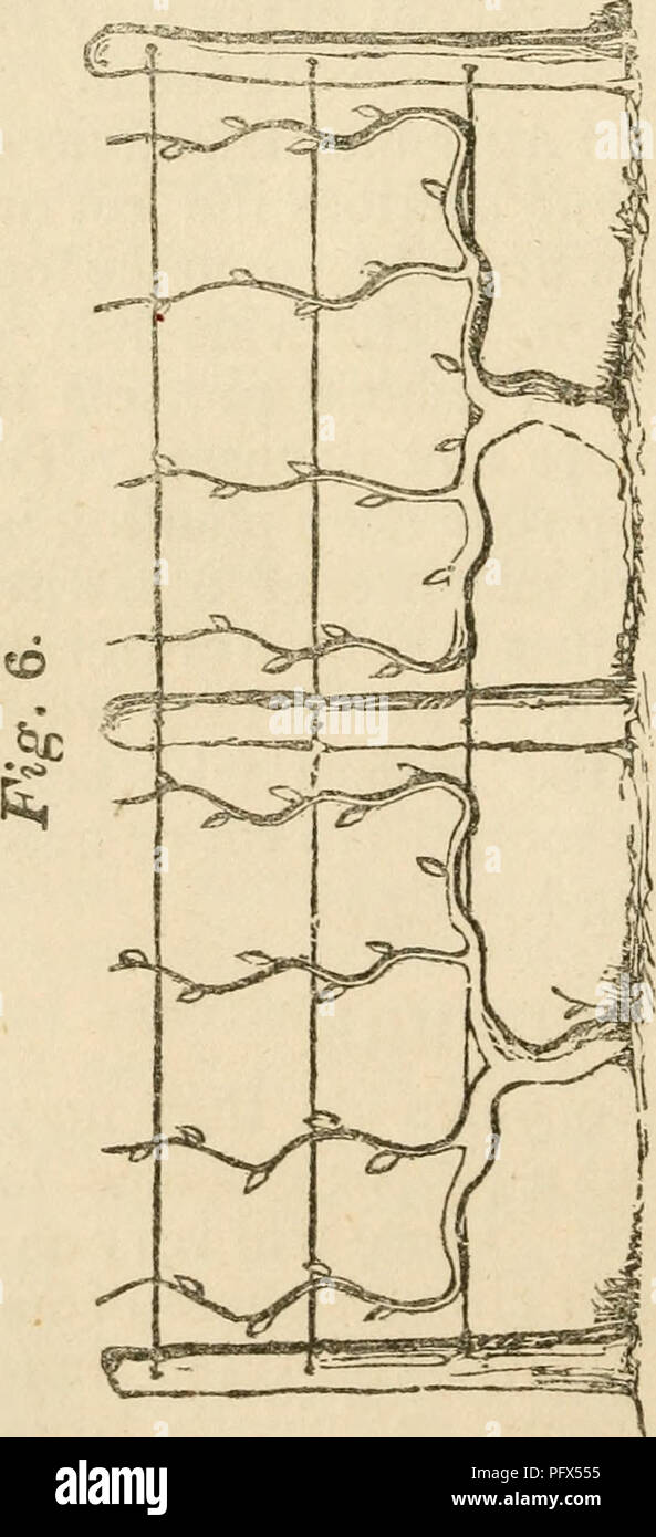 This work details the cultivation of American grape vines, focusing on ...