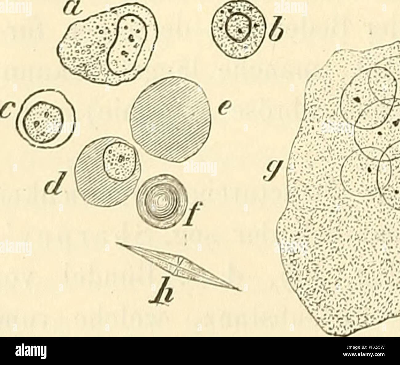 This textbook on histology provides detailed illustrations of tissues ...
