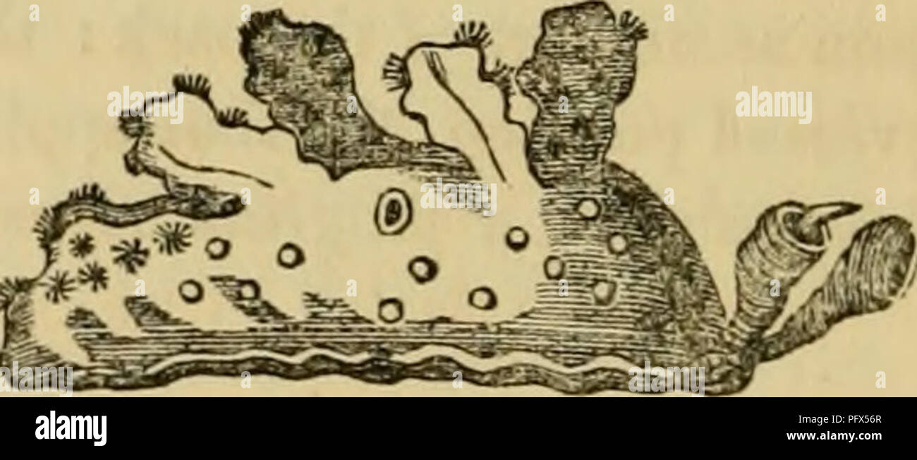 . Cuvier's animal kingdom : arranged according to its organization ...