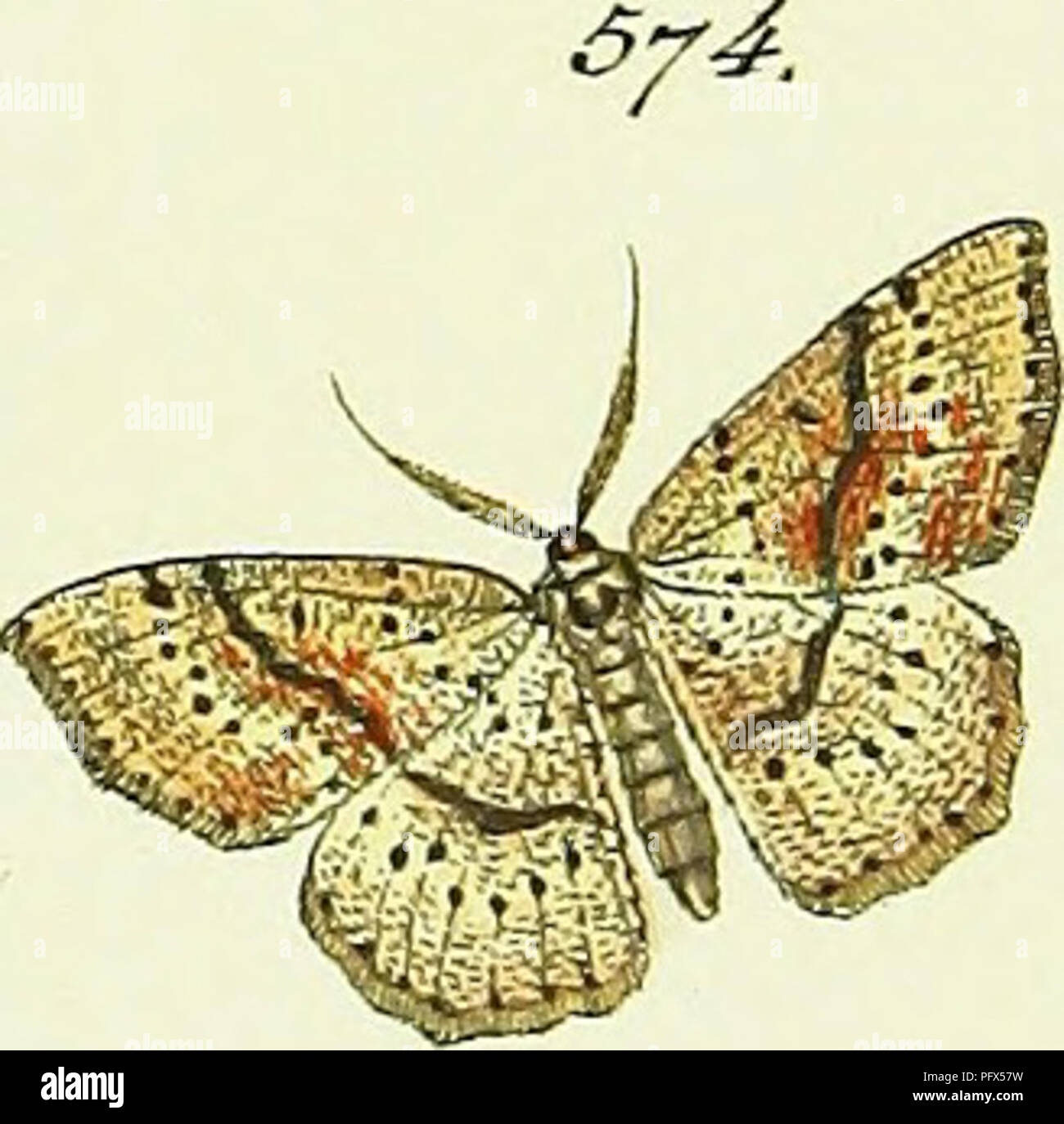 This digital resource provides a detailed study of the Geometridae ...