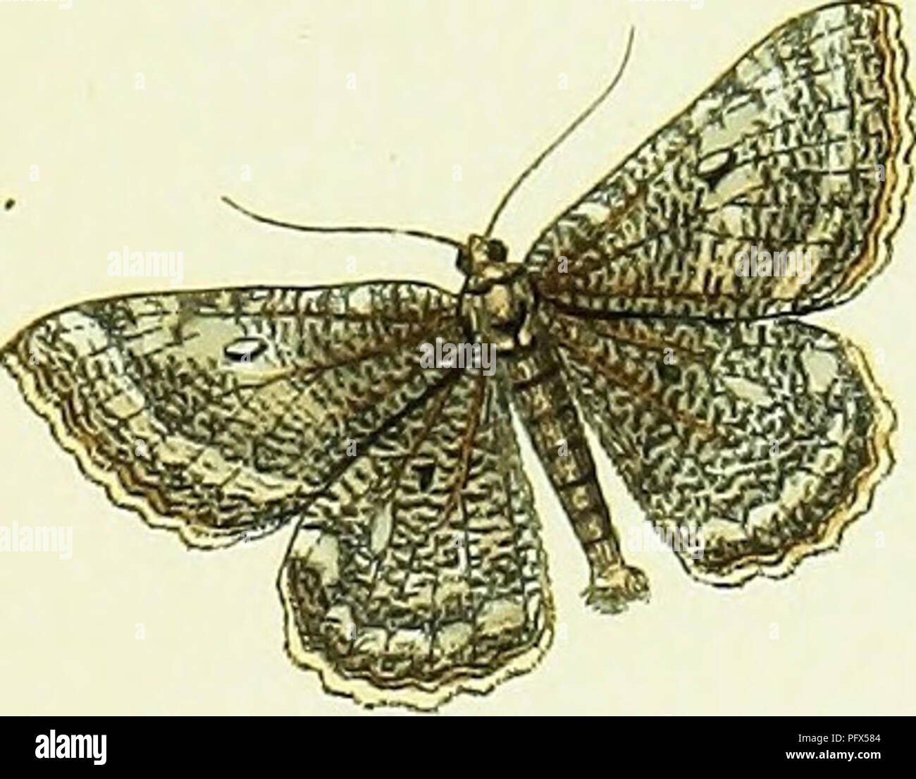 This illustration shows a specimen from the Lepidoptera family ...