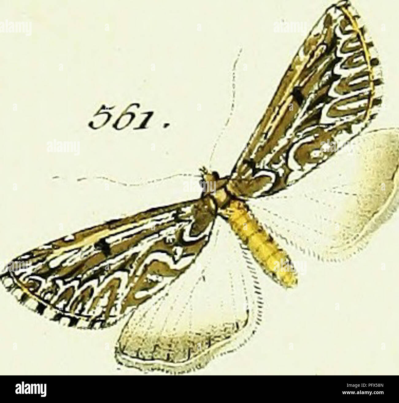 This electronic resource by Jacob Hübner focuses on the Geometridae ...