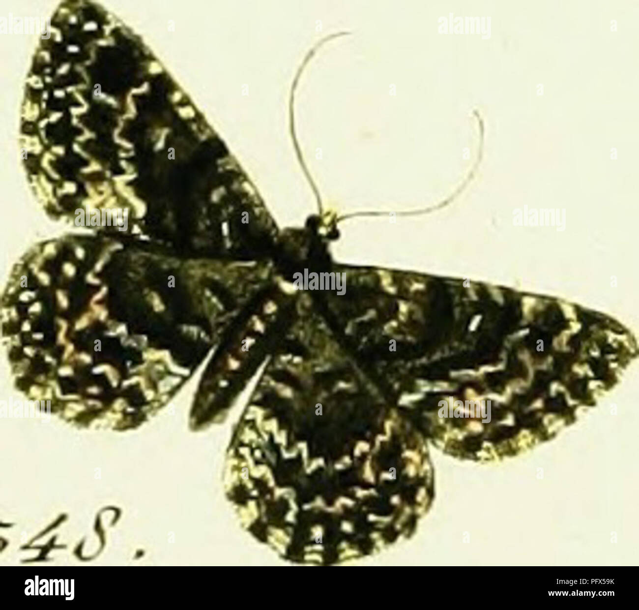 This work on *Hübner's Geometra* covers the lepidopteran species in the ...