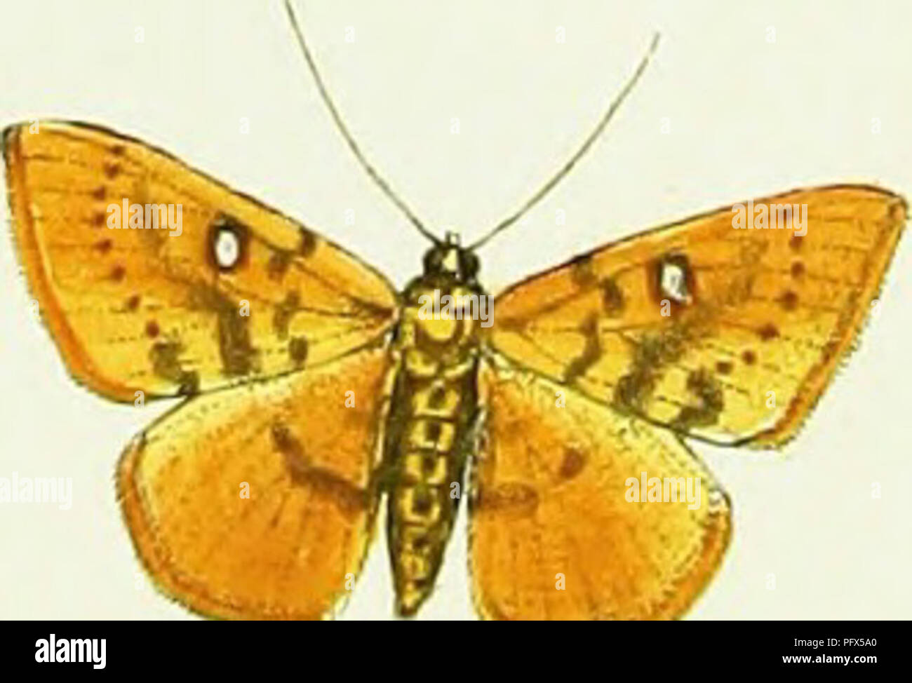 This work by Jacob Hübner focuses on the Geometridae family of moths ...