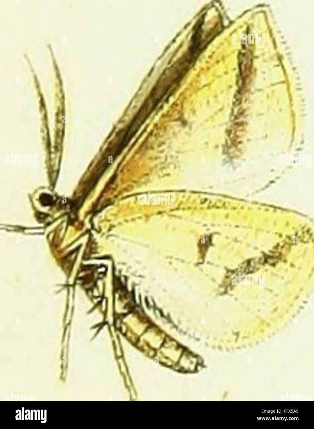 This resource focuses on the *Geometra* genus of moths, offering ...