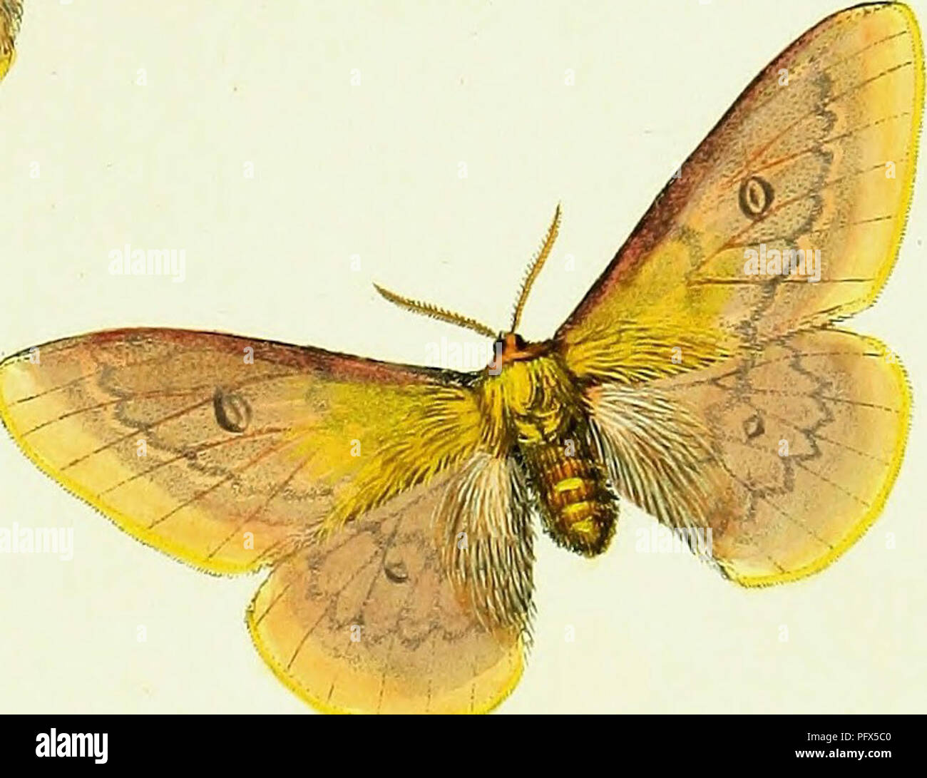 This resource from Jacob Hübner illustrates various butterfly species ...