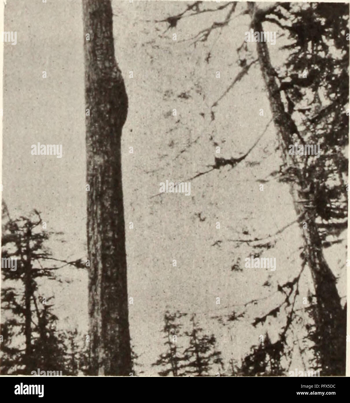 This Image Illustrates Common Wood Defects In Sitka Spruce Western Hemlock And Western
