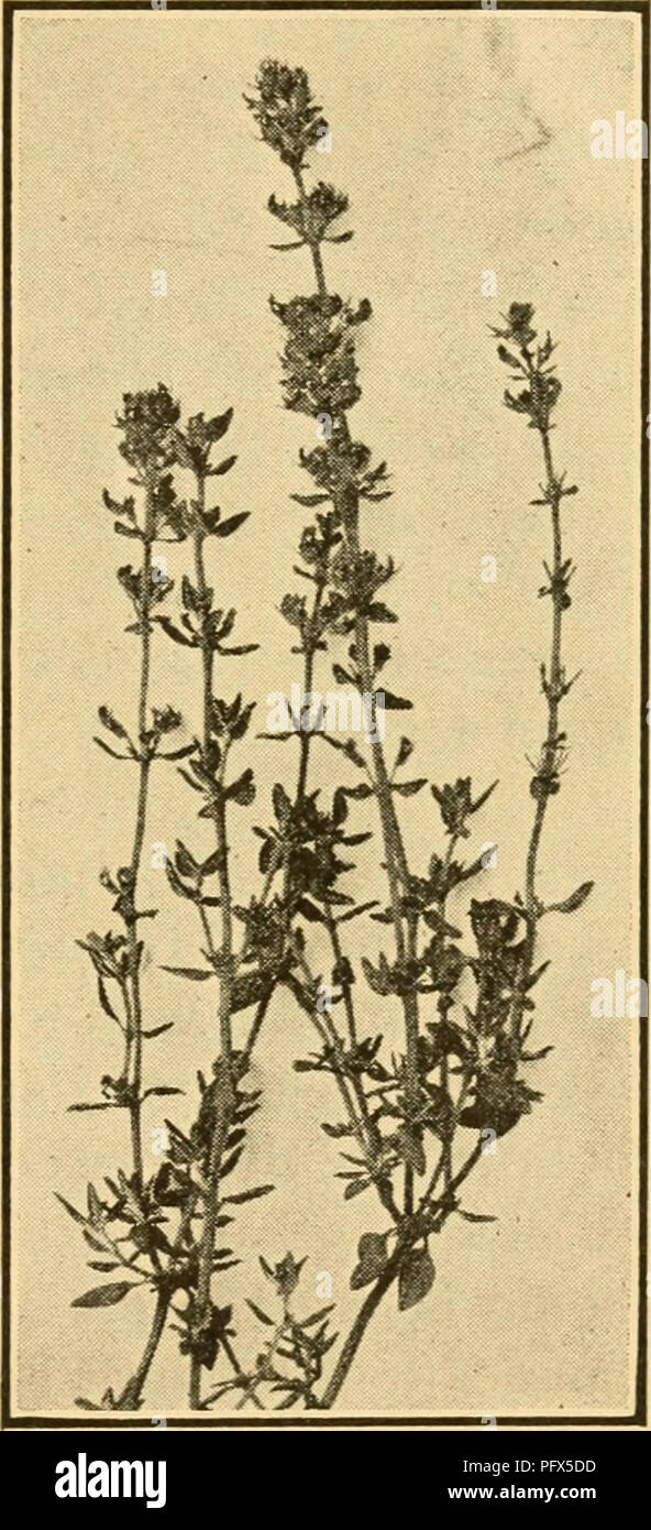 This guide provides detailed methods for cultivating, harvesting, and ...