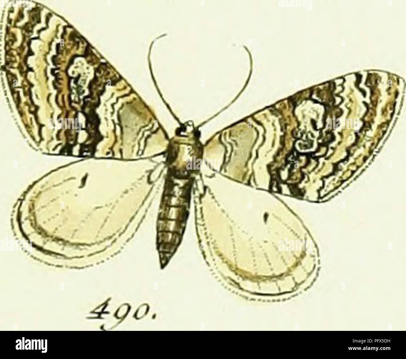 This work presents a study of the Hu?bner's geometra moth, an important ...