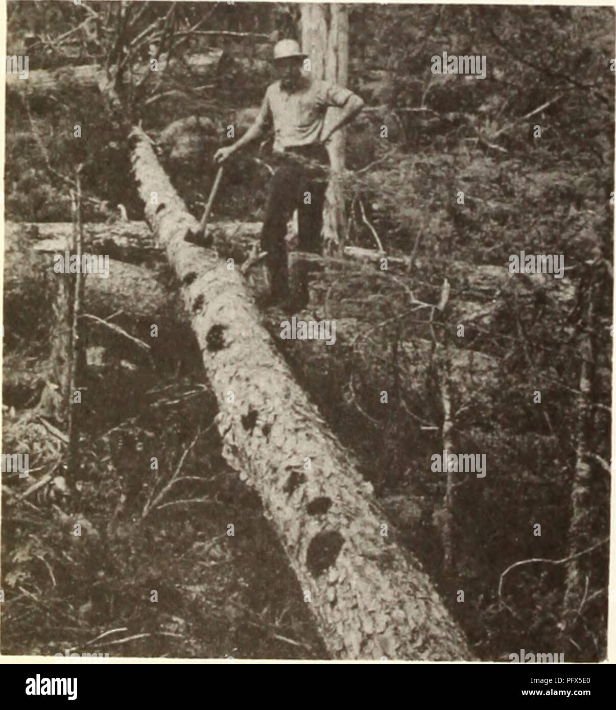 This study outlines the key cull factors affecting Sitka spruce ...