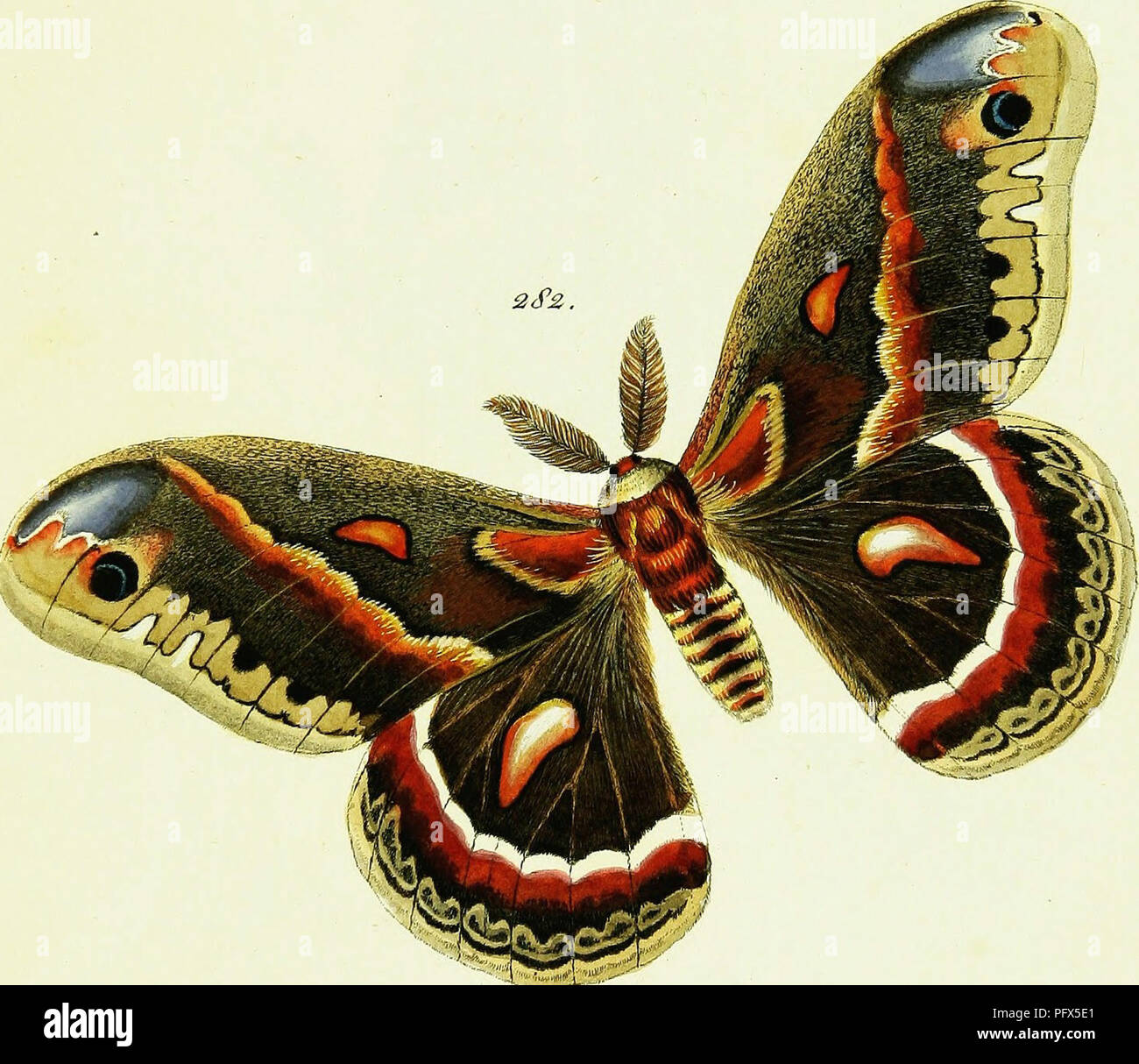 This resource provides a detailed study of Hubner's butterfly species ...