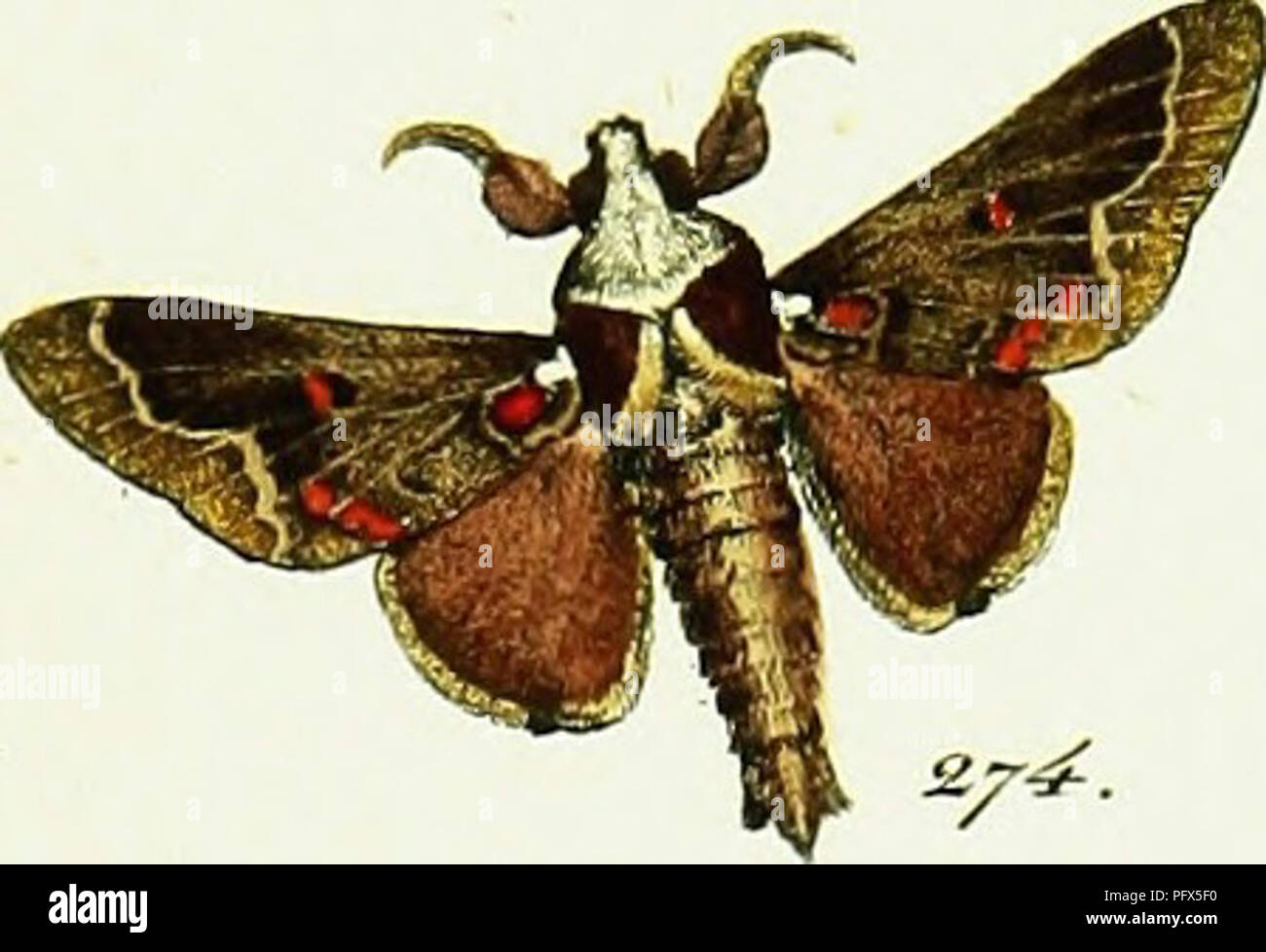 This digital resource features illustrations of various species of ...