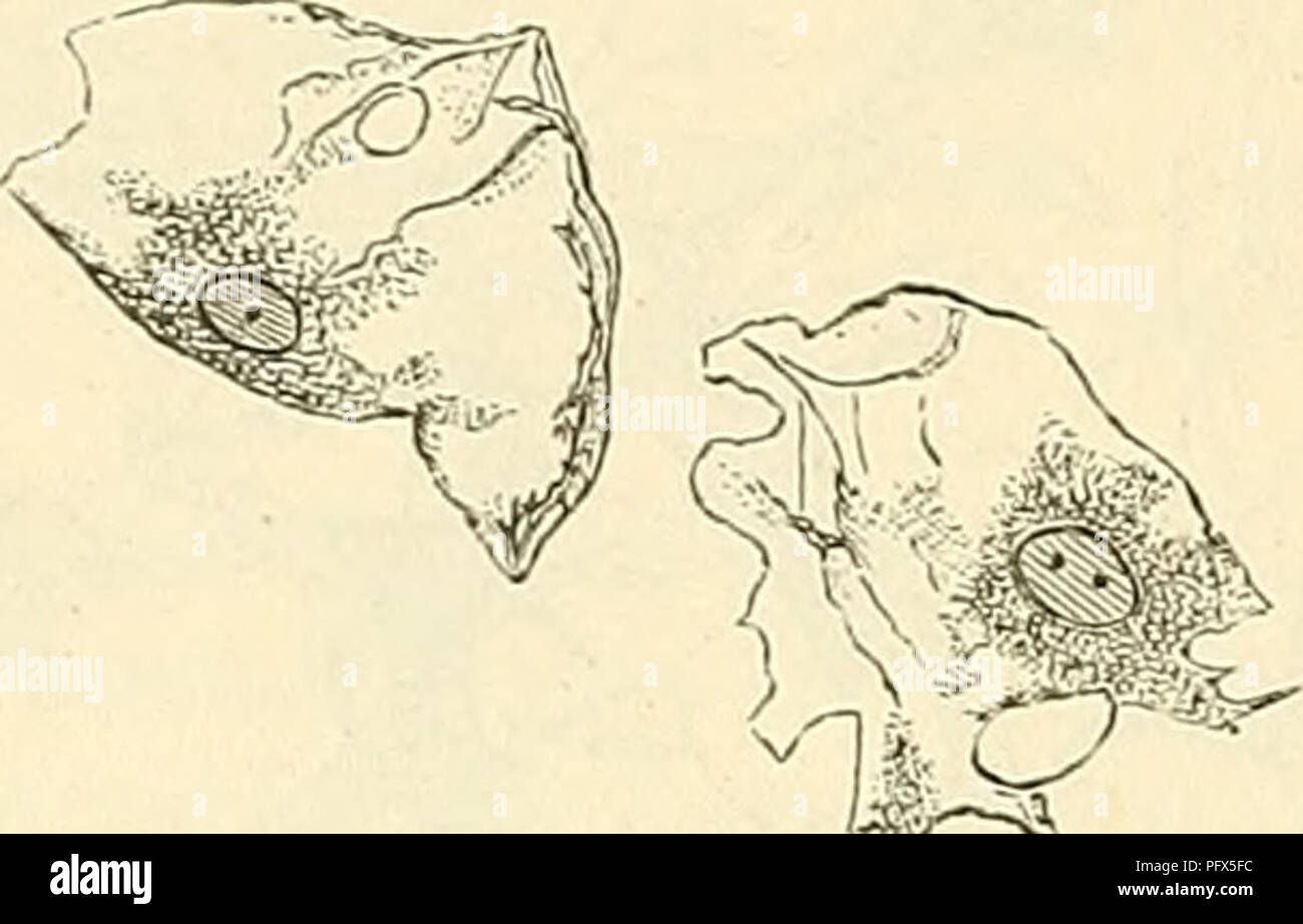 This textbook introduces the basics of histology and microscopy ...