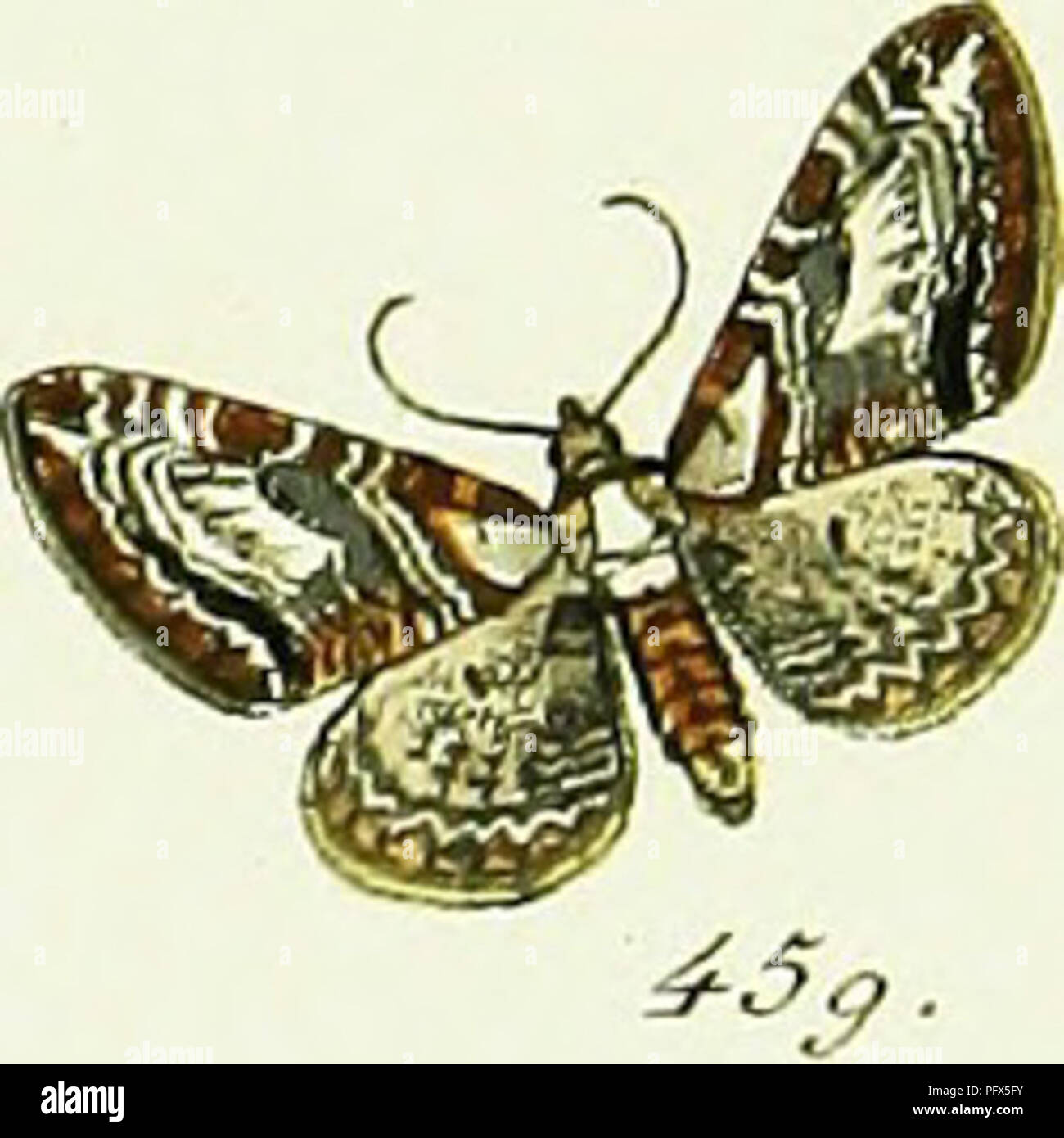 This work presents detailed illustrations and descriptions of the ...