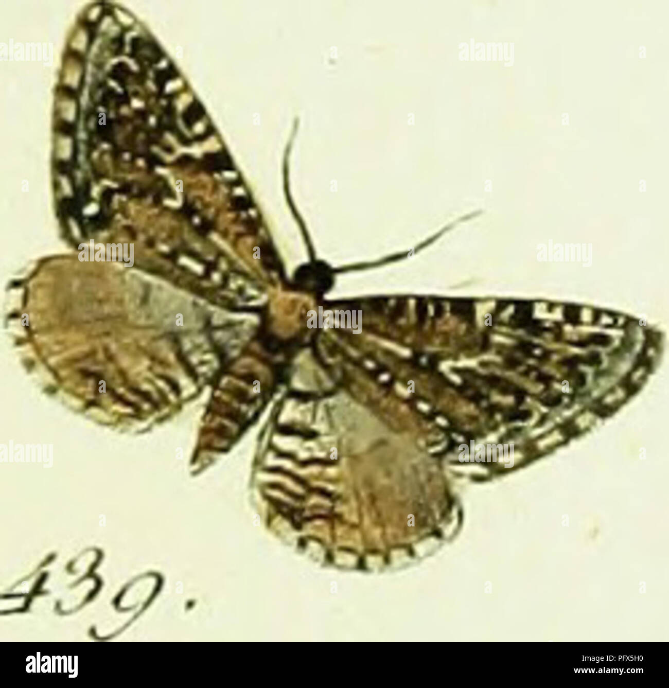 This resource presents *Hubner's Geometra*, a moth species in the ...