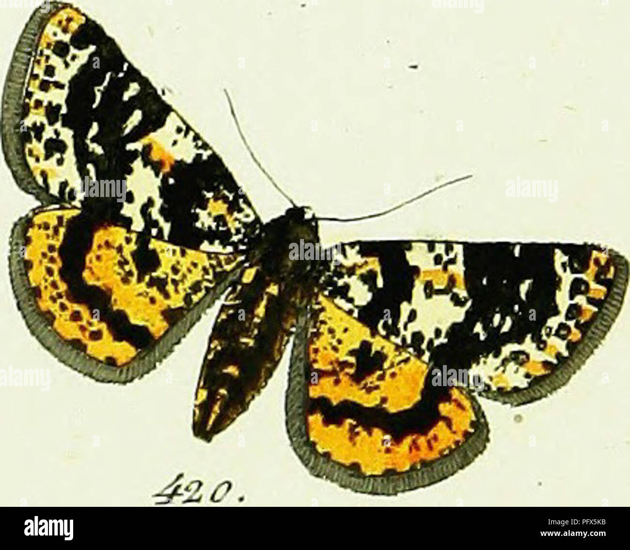 This work explores the *Geometridae* family of moths, providing ...