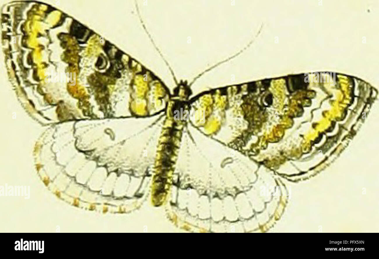 This work by Jacob Hübner provides a detailed study of the *Geometridae ...