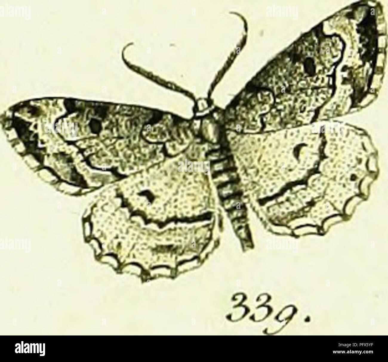 This work by Jacob Hübner focuses on Lepidoptera, specifically the ...