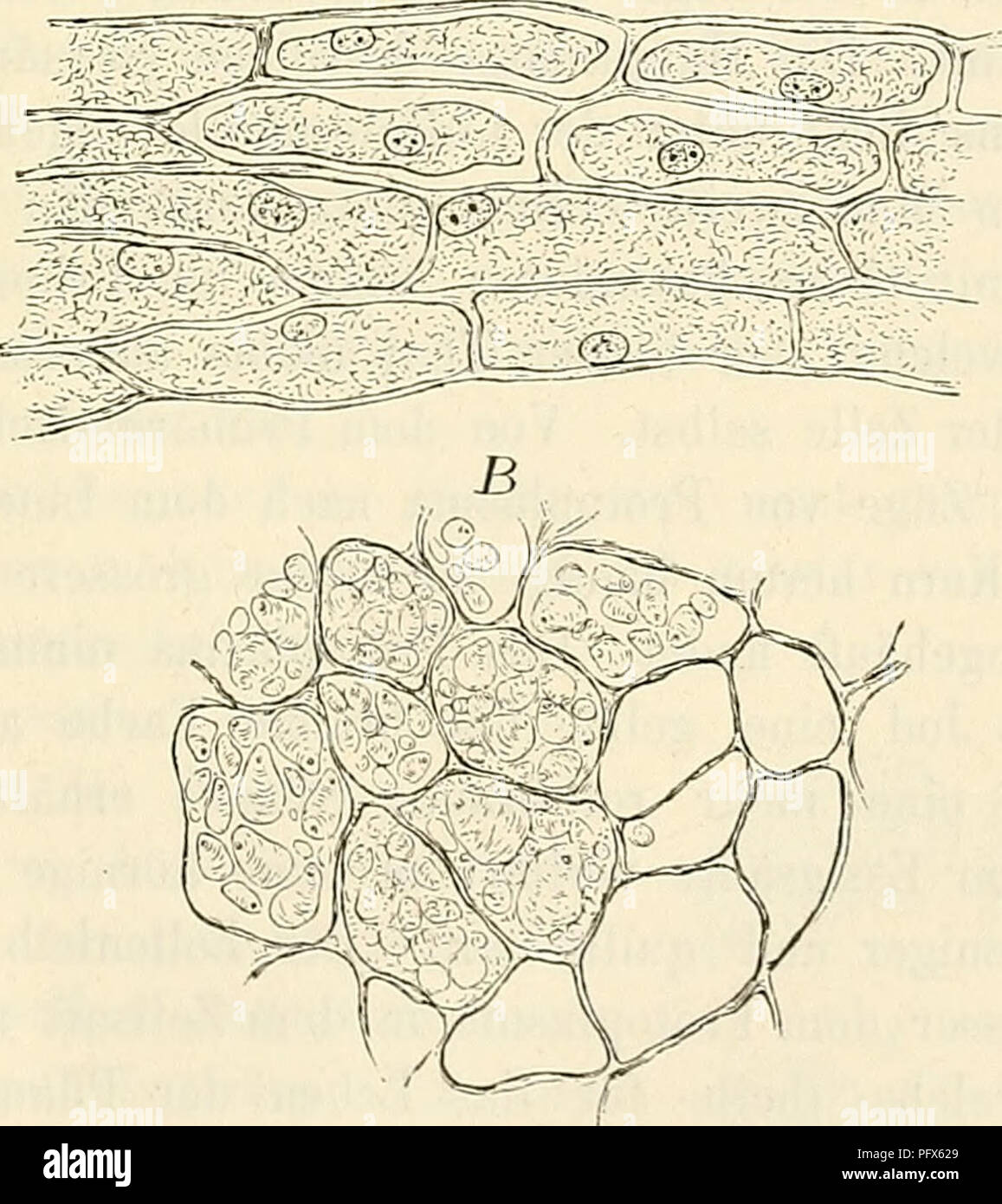 A textbook on histology and microscopy, teaching the practical study of ...