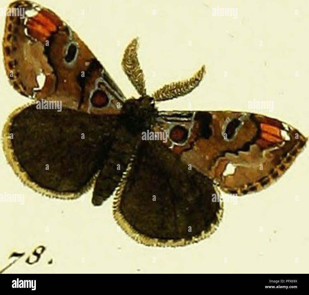 Illustrated catalog of butterflies by Jacob Hübner, featuring detailed ...