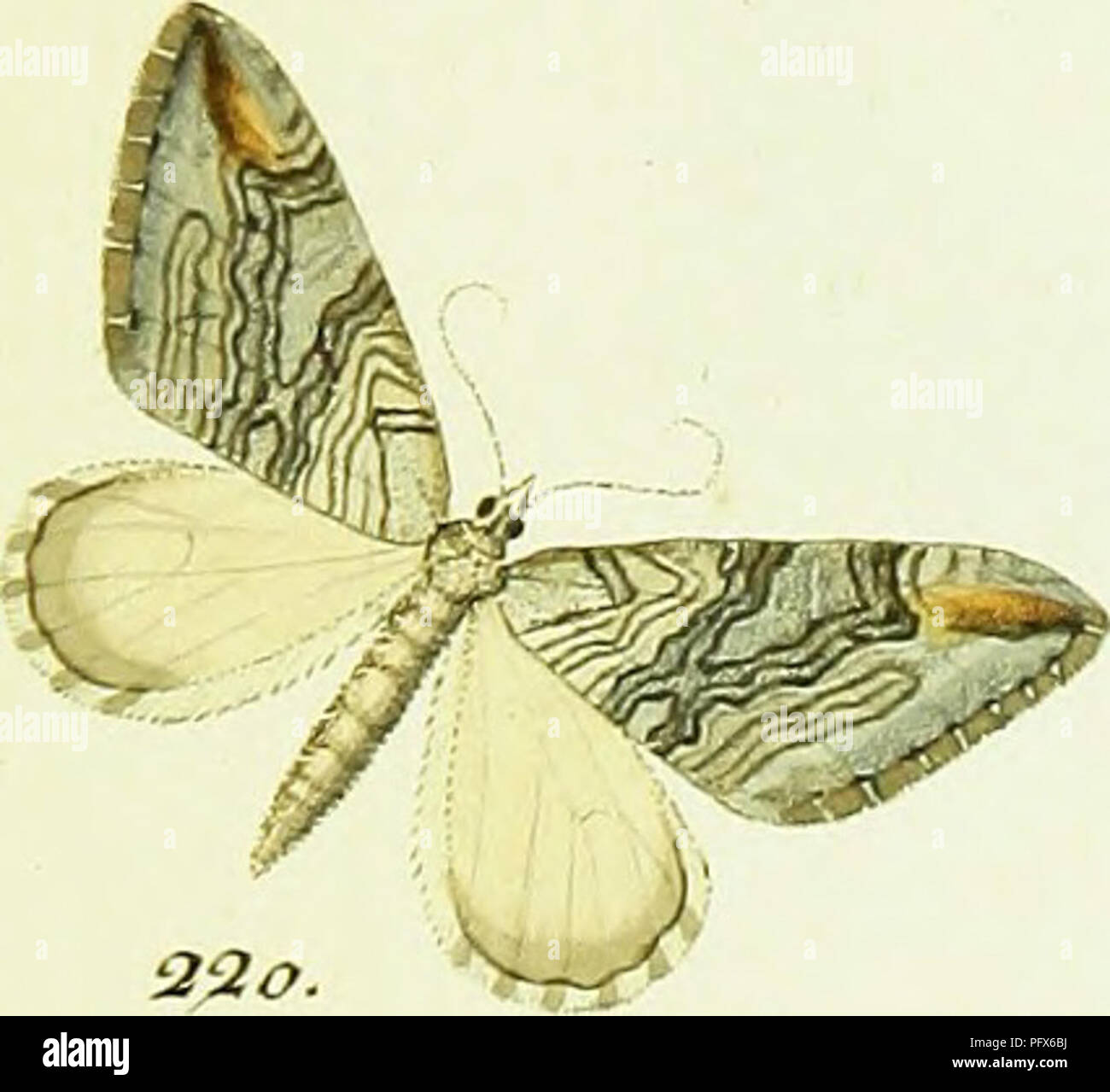 This resource provides detailed information on the geometra species ...