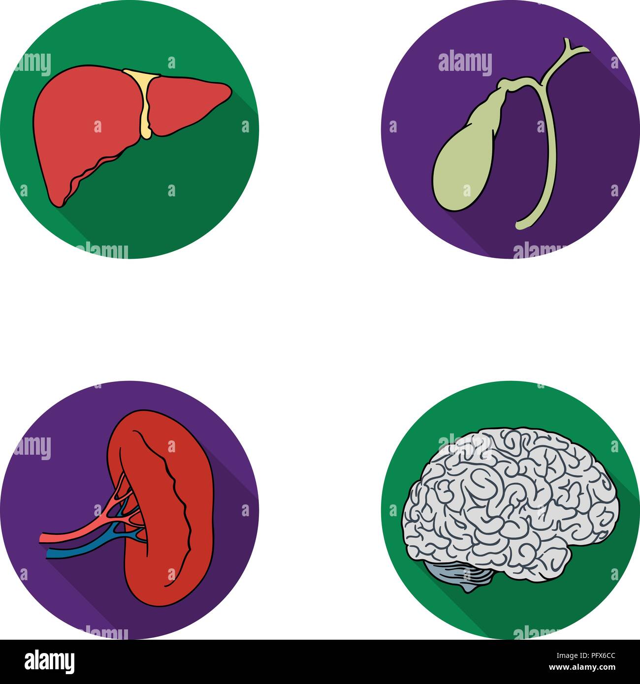 anatomy,bladder,brain,collection,flat,gall,head,health,icon,illness ...