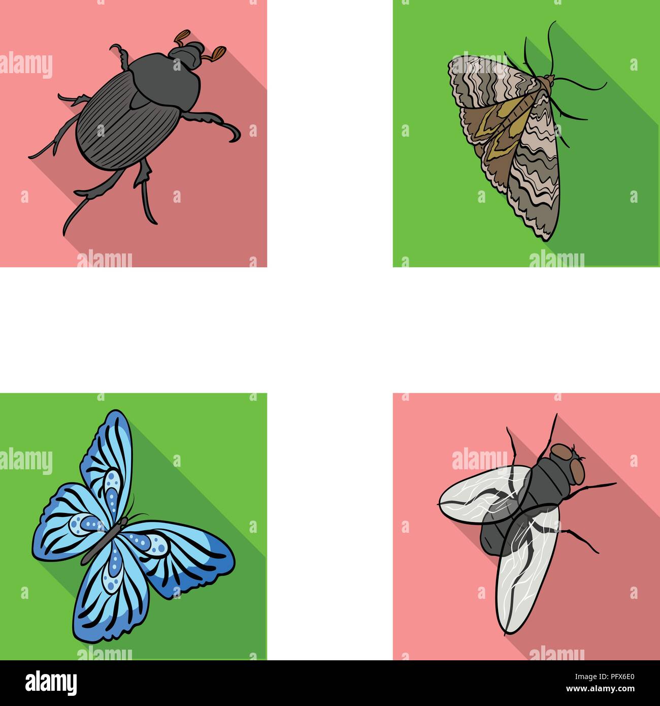 animal,arthropod,beetle,butterfly,coleopterous,collection,flat,fly ...