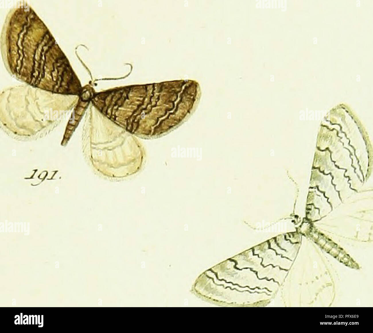 This electronic resource covers the work of Jacob Hübner on Geometridae ...