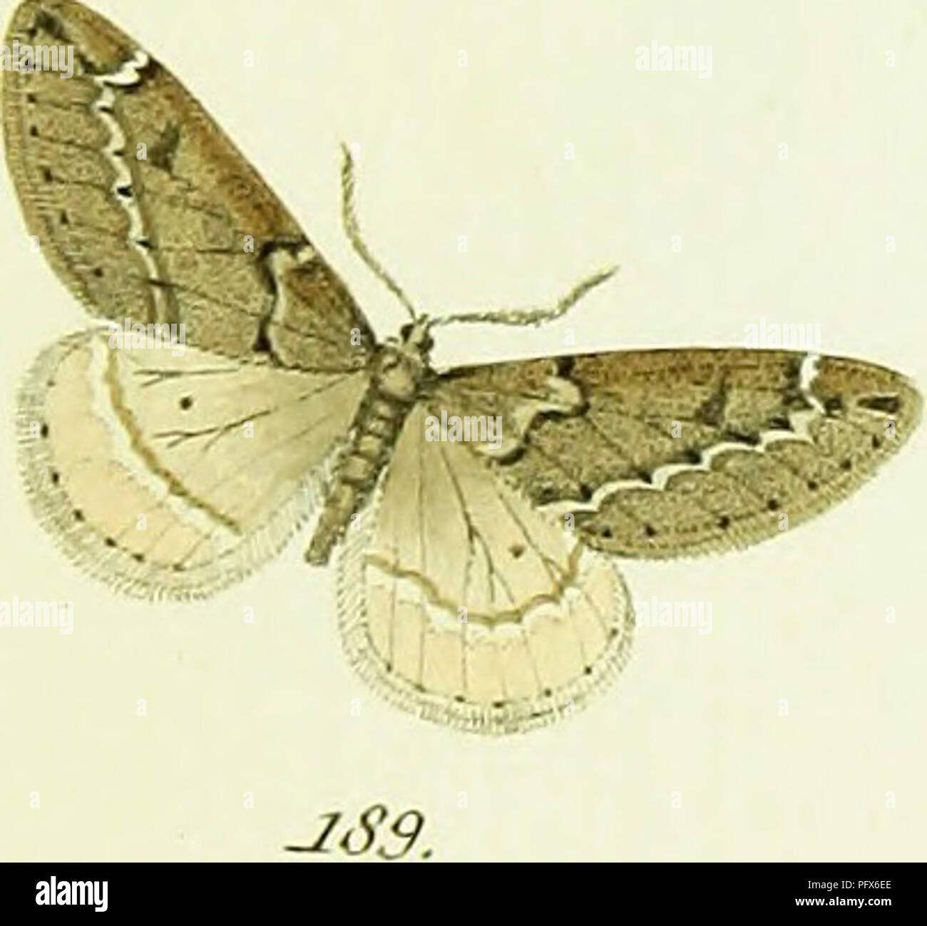 This resource details the Lepidoptera species, specifically focusing on ...