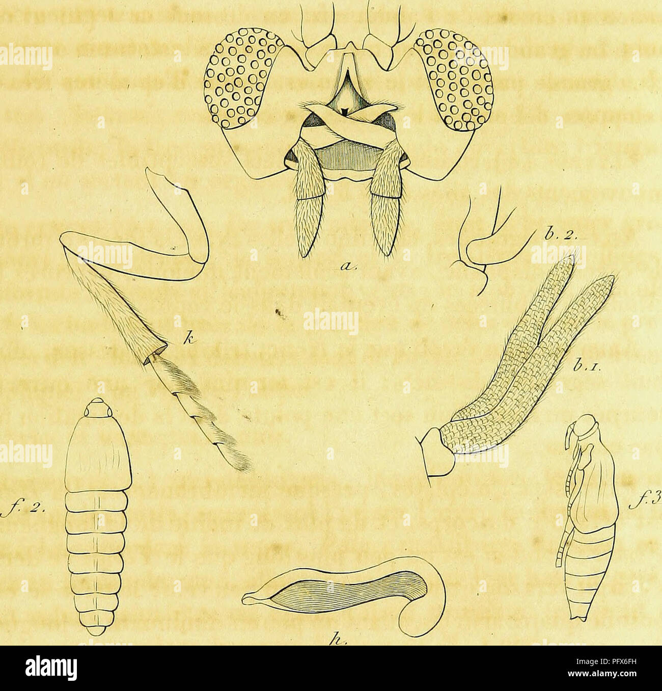 This image is from 'Genera des Insectes,' detailing the physical ...