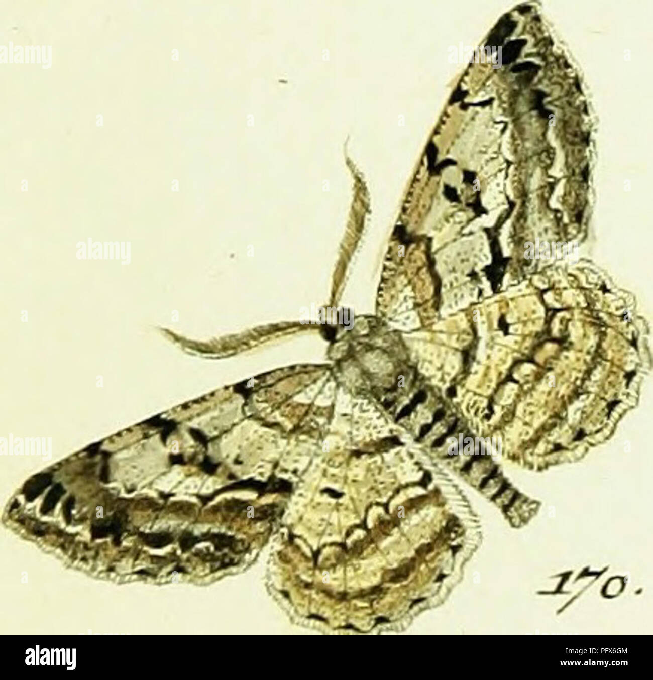 Hubner's Geometra provides a detailed study of the Lepidoptera ...