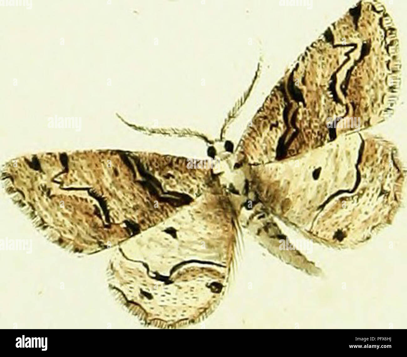 A study on the Lepidoptera family, focusing on Hübner’s Geometra ...