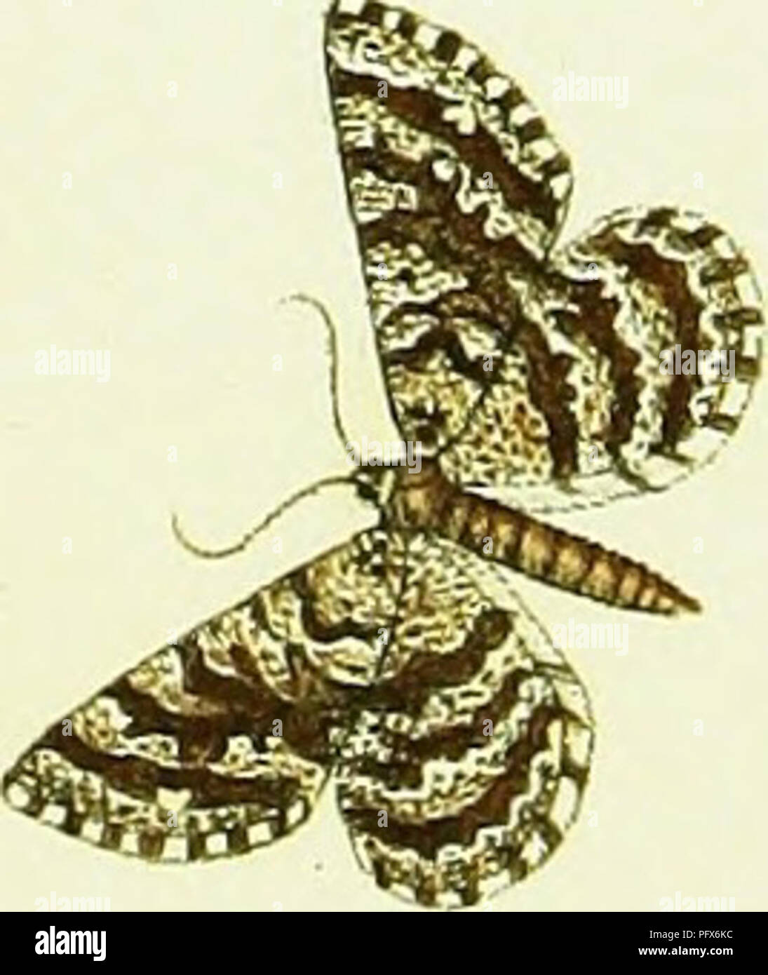 'Hu?bner's Geometra' is a scientific work on the study of Lepidoptera ...