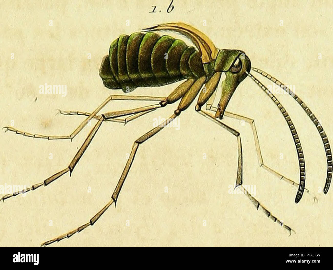 Genera des Insectes provides a detailed exposition of the ...